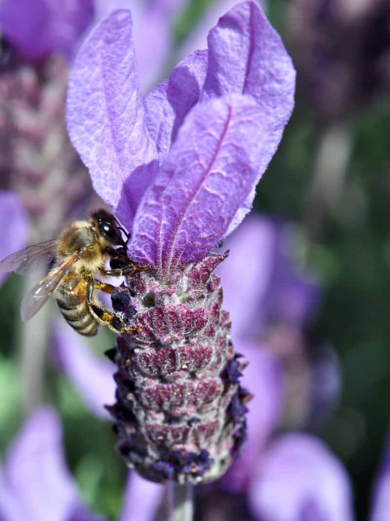 French Lavender: The Secret to a Restful Night's Sleep French Lavender: The Secret to a Restful Night's Sleep