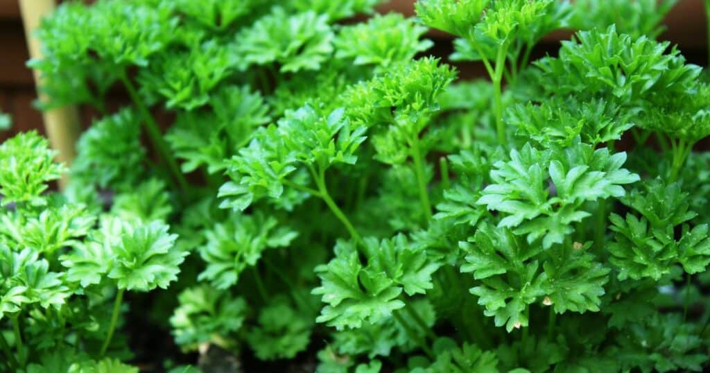 The Many Types of Parsley: Which One Should You Use in Your Cooking?
